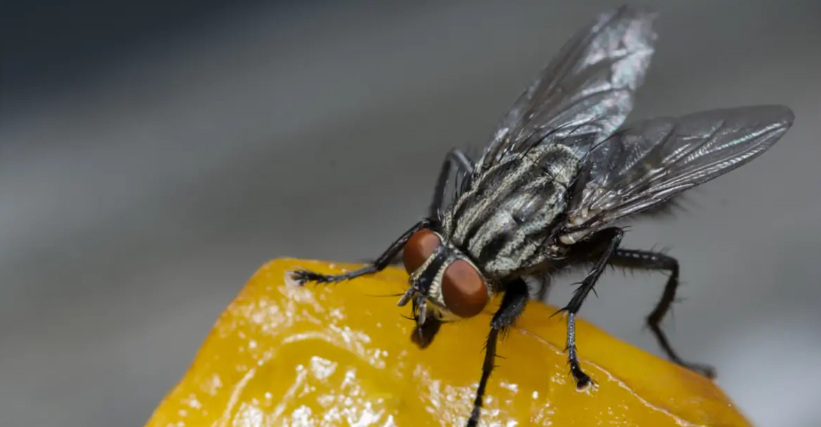 Mouche charbonneuse pique : tout sur le Stomoxe - L'artisan conseil